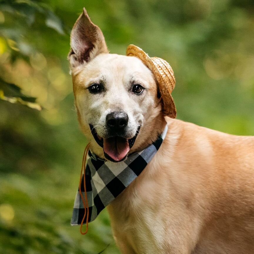 Над ним издевались хозяева