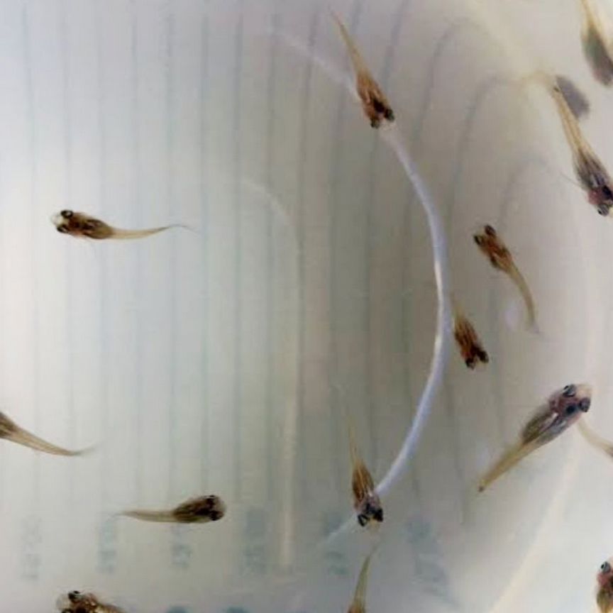 Рыбки гуппи