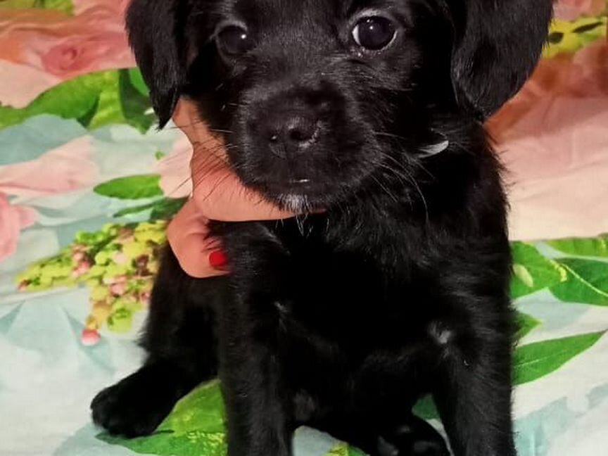 Отдам в добрые руки щенков