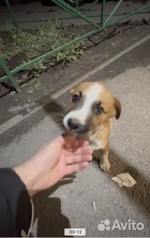 Щенок ищет дом