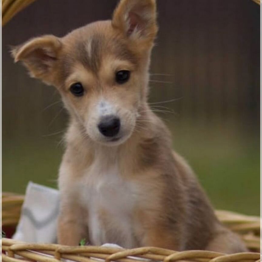 Щенок в добрые руки