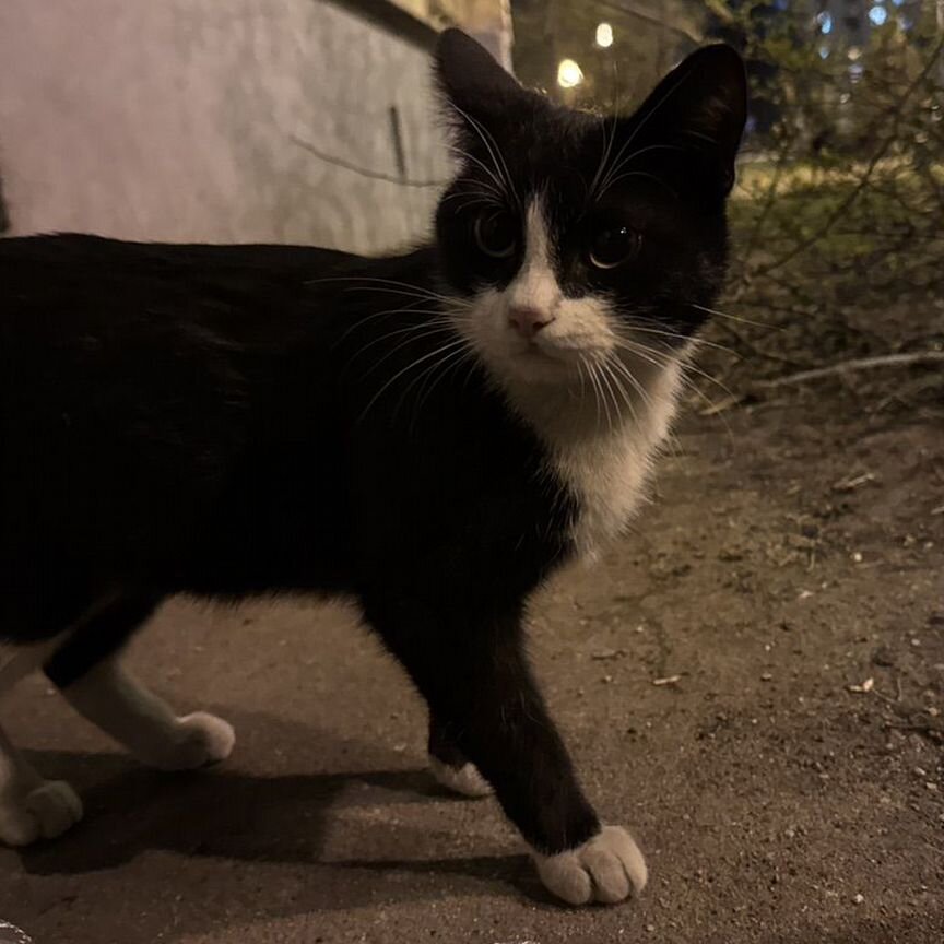 Котёнок в добрые руки