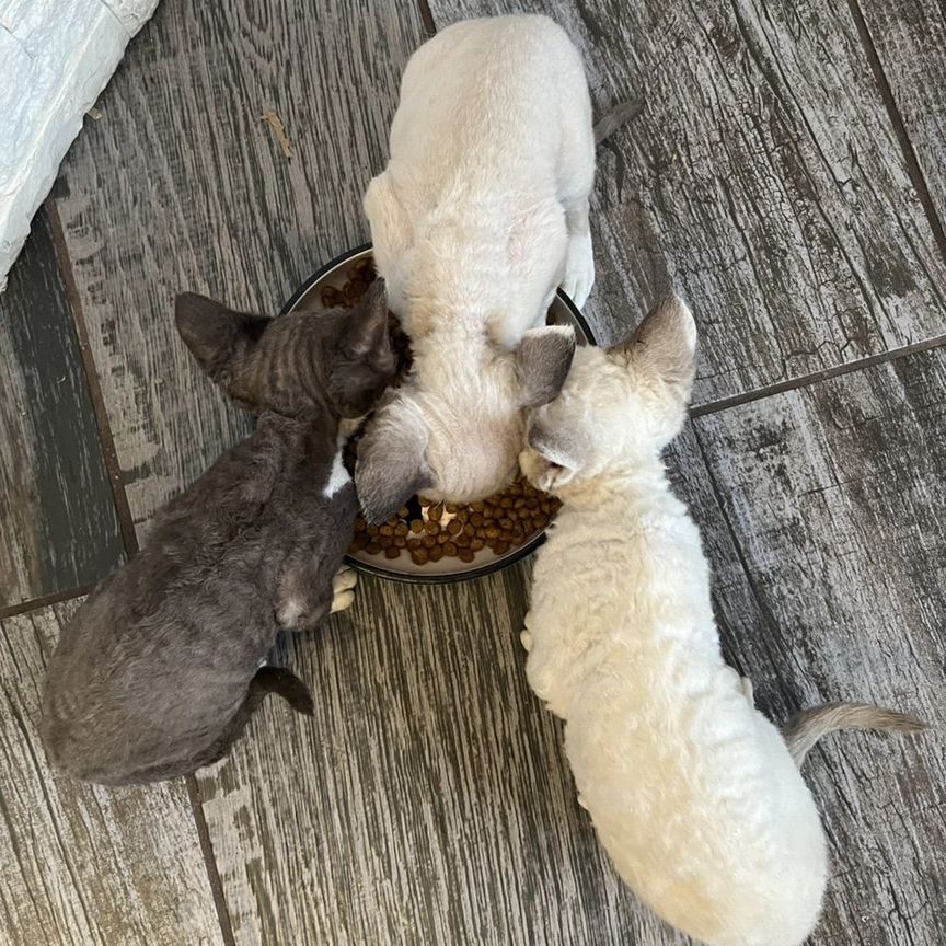 Девон-рекс котёнок