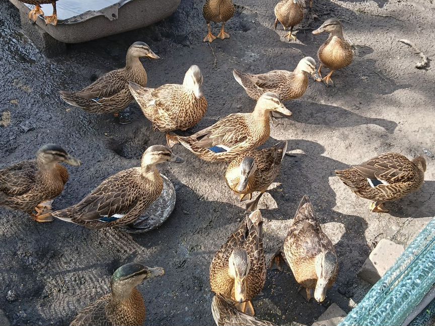 Подсадная дикая утка кряква