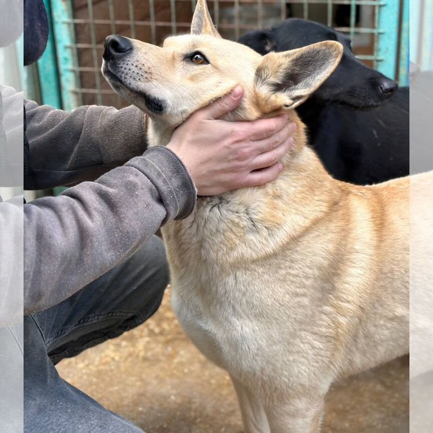 Нежная Белоснежка мечтает о доме