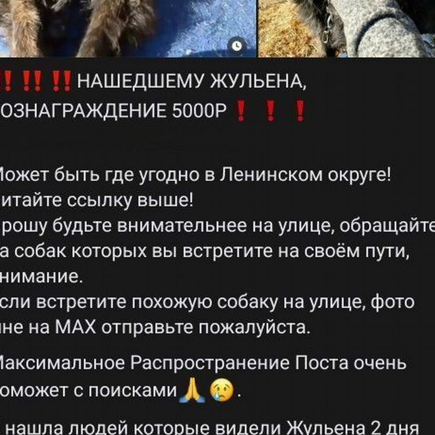 Взрослый пёс в добрые руки