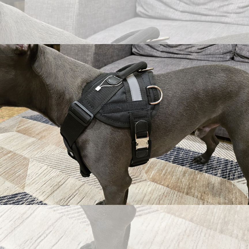 Шлейка для собаки