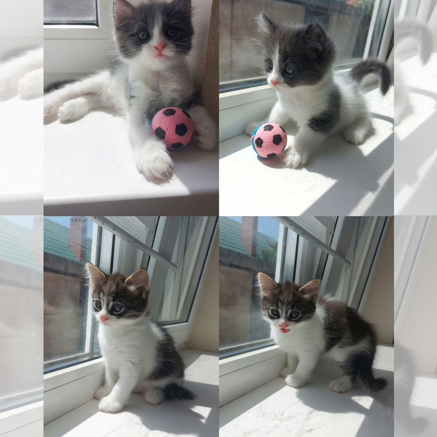 Котята в добрые руки бесплатно