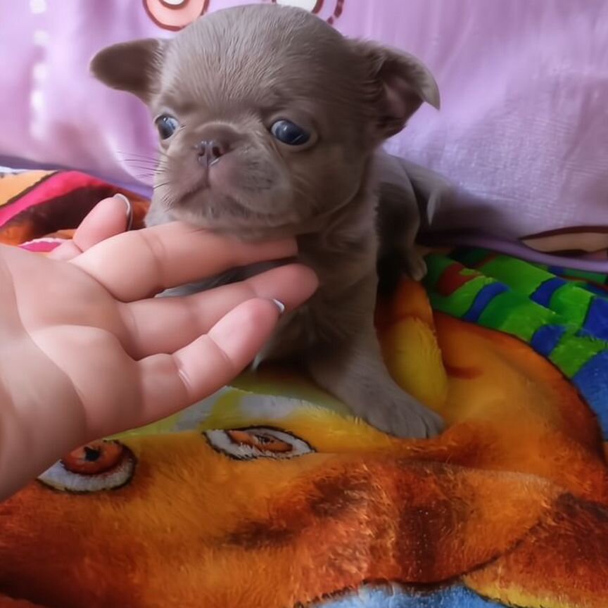 Чихуахуа, щенок