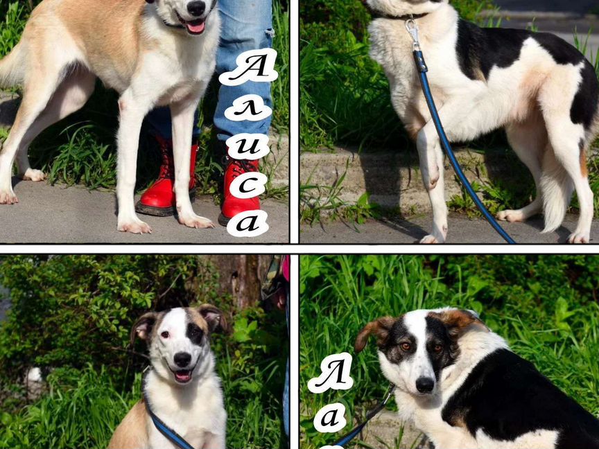 Девочки собачки ищут семью