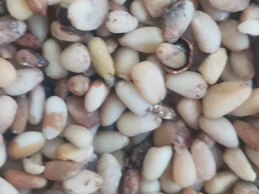 Биодобавка Кедровый орех очищенный