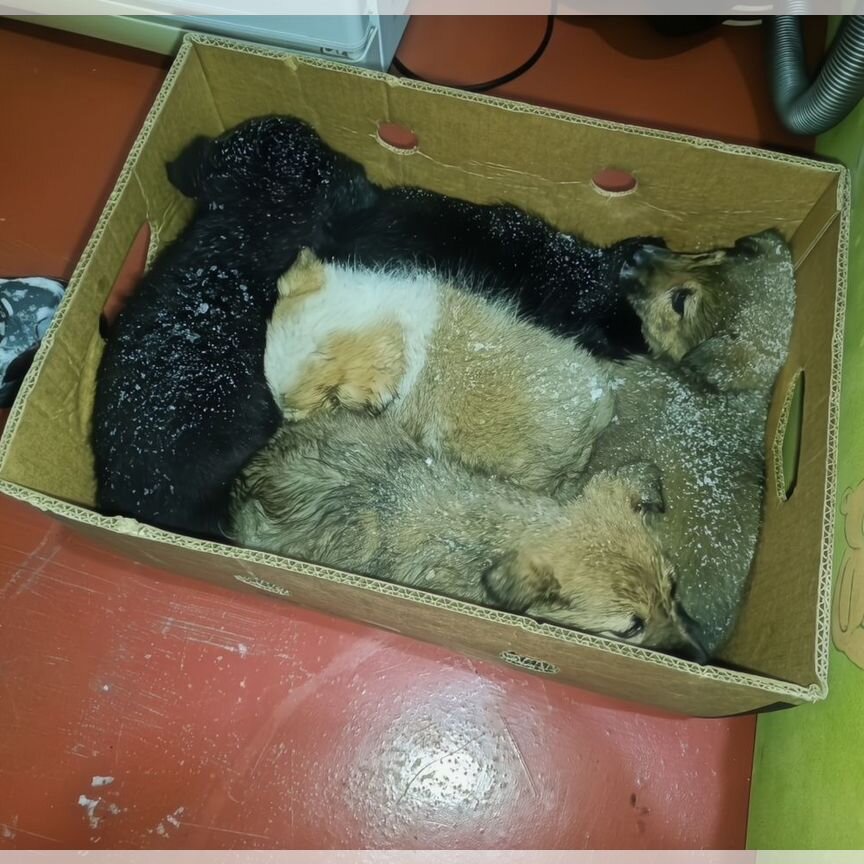 Щенок в добрые руки