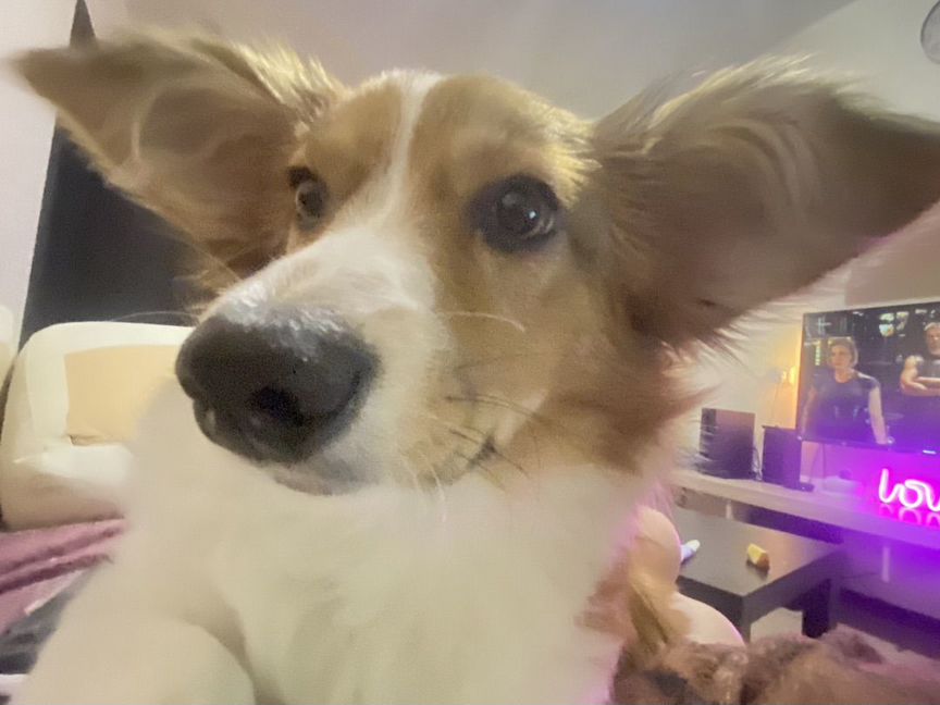 Щенки вельштерьера