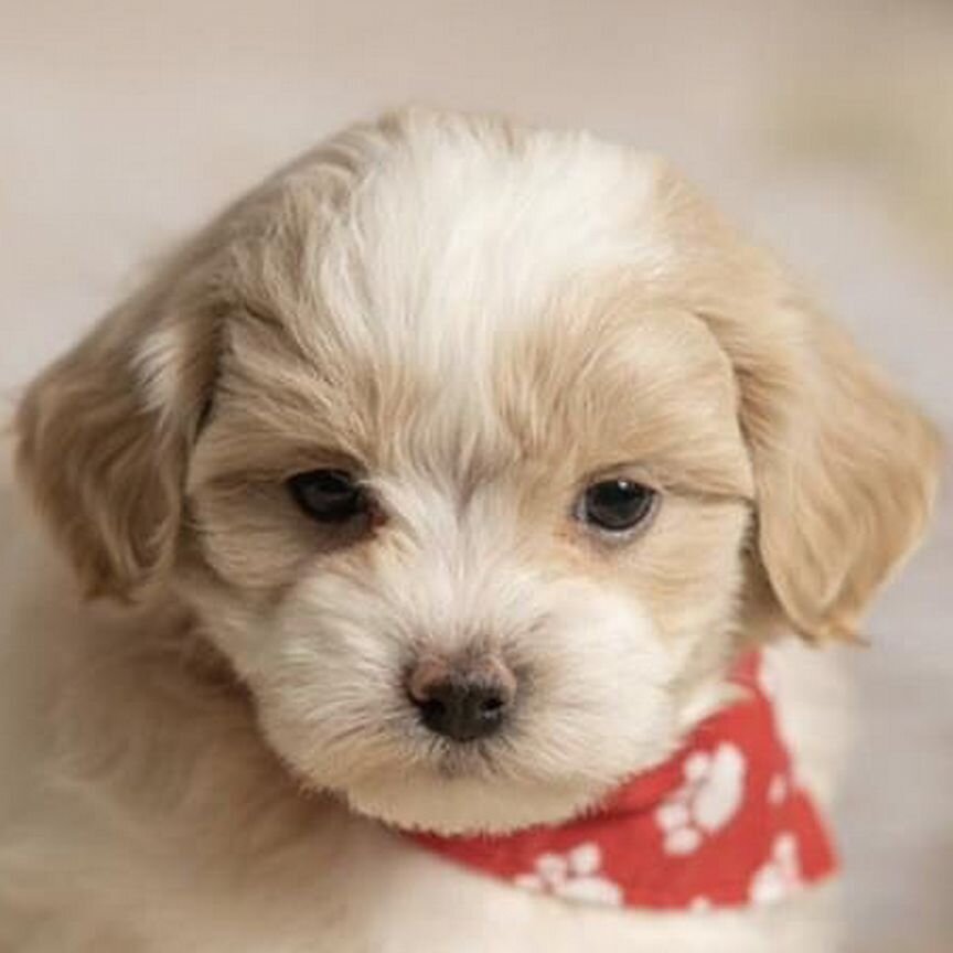 Мальтипу, щенок