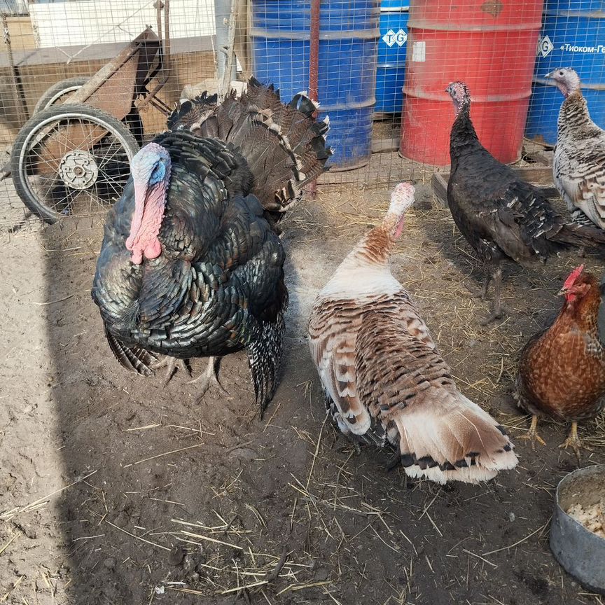 Яйца индюшки на инкубацию