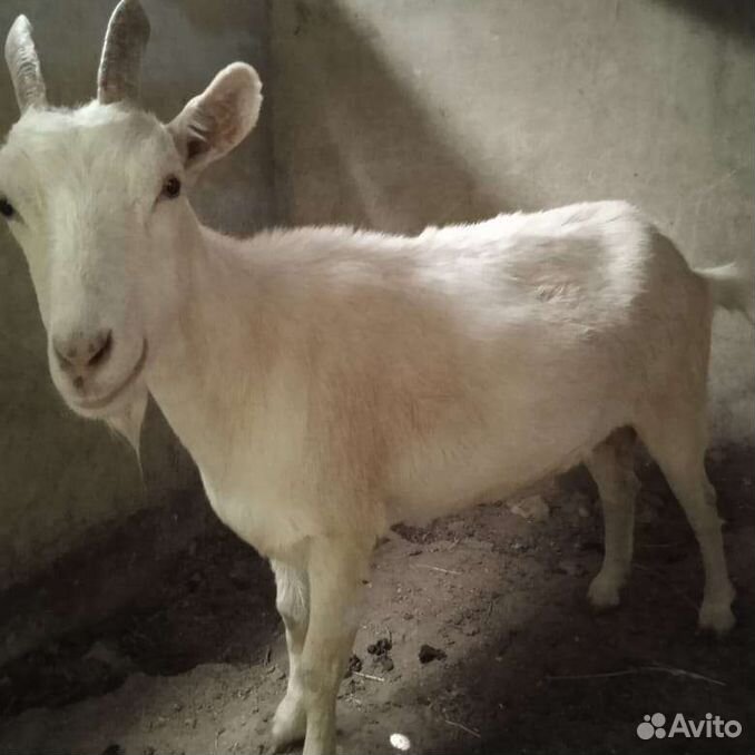 Коза котная возраст 2года