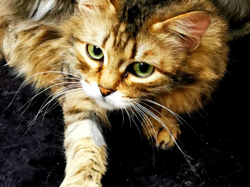 Кошка