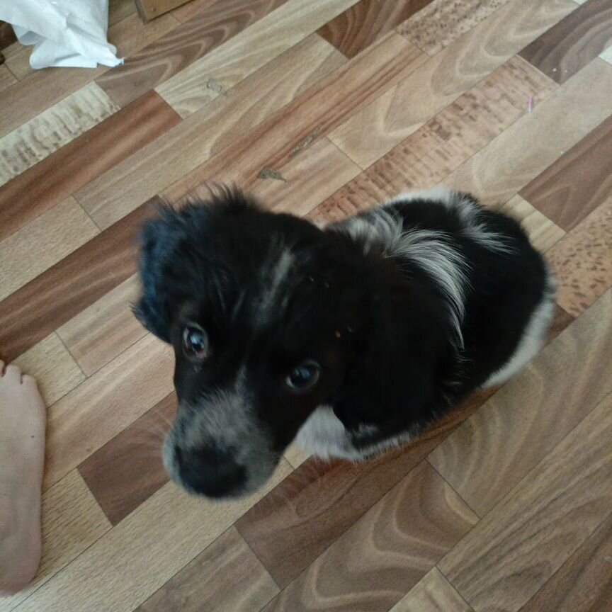 Отдам щенка спаниель в добрые руки