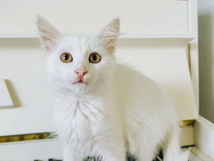 Белый ангорский котенок мальчик