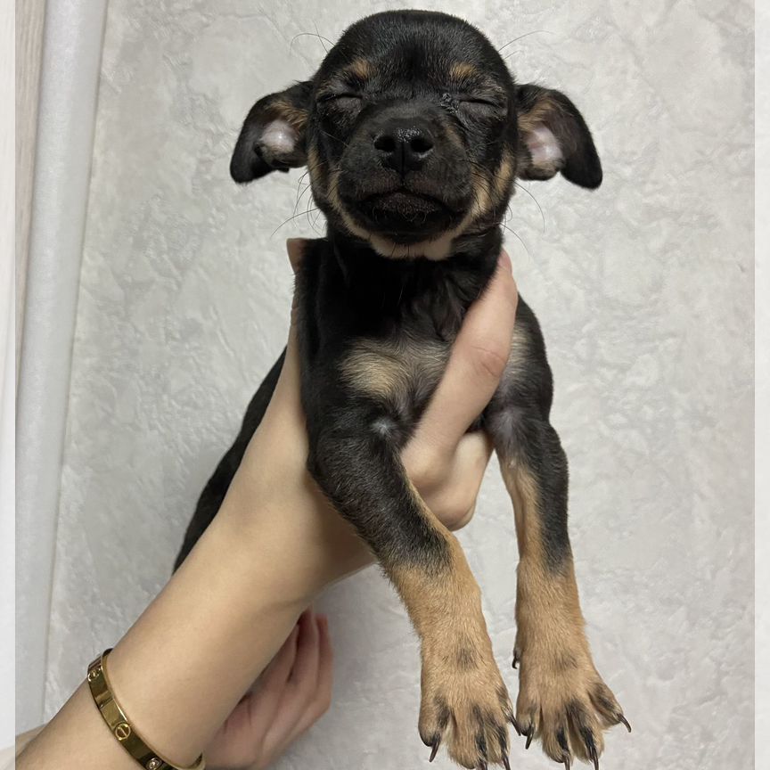 Английский той-терьер, щенок