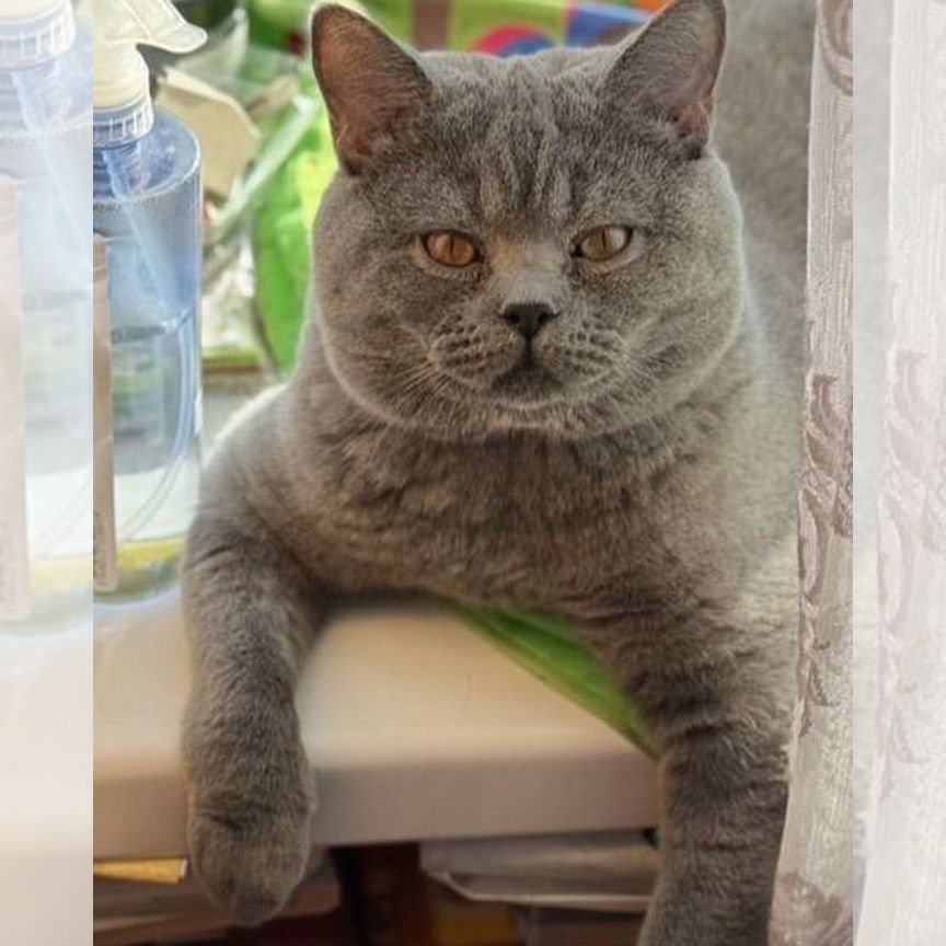 Вязка британский кот на нашей или вашей территории