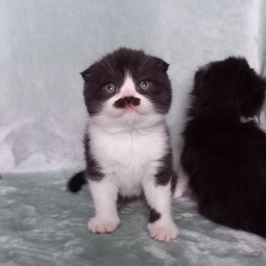 Шотландский котик