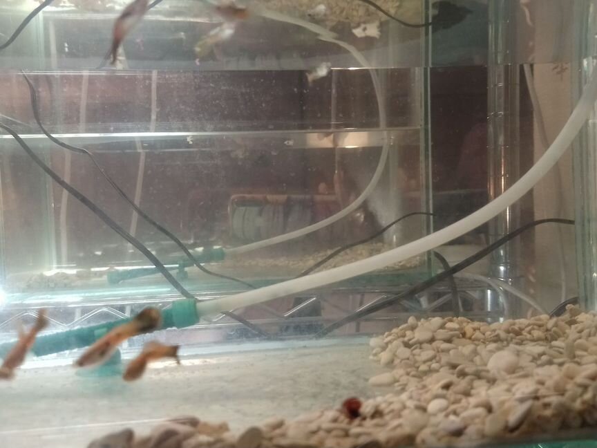 Гуппи Эндлера