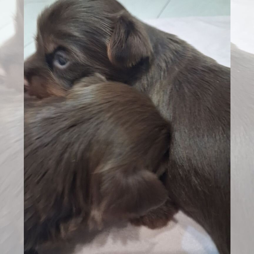 Йоркширский терьер, щенок