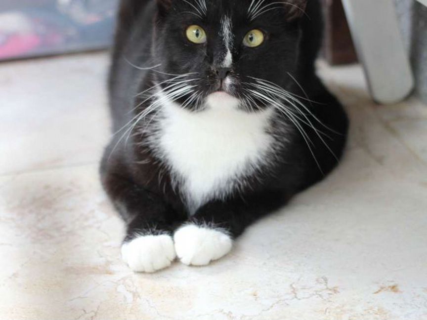 Котик Азар