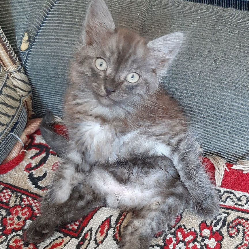 Котятки - в добрые руки