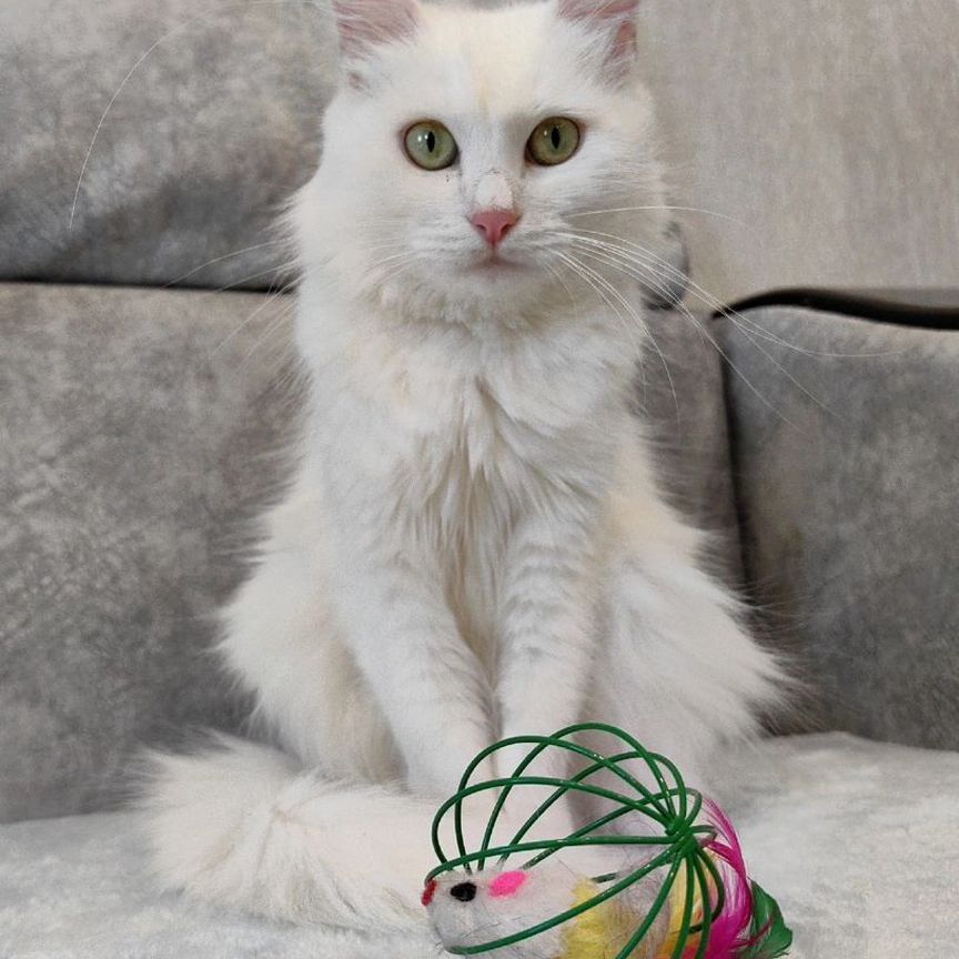 Кошечка Бель 1.5 годика