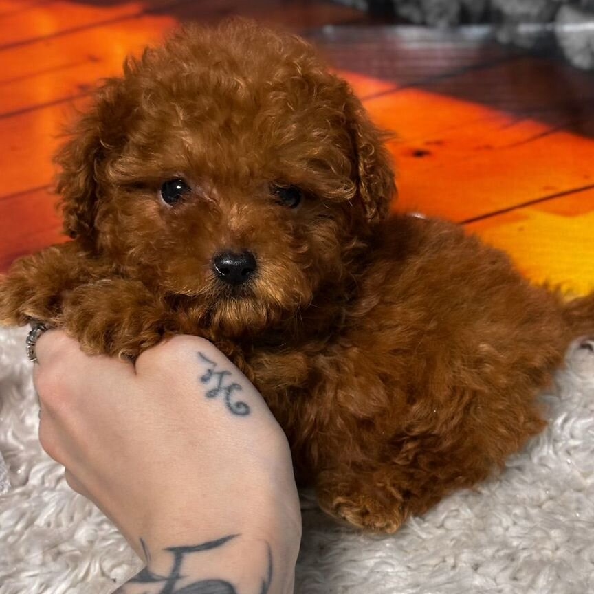 Той-пудель, щенок