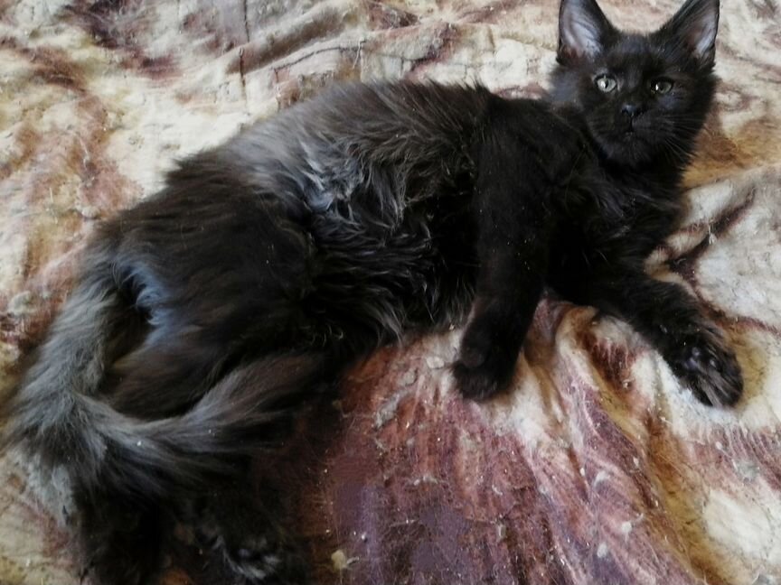 Котёнок мейн-кун кошечка 3 мес