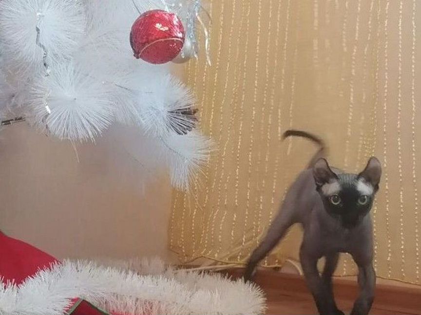 Канадский сфинкс