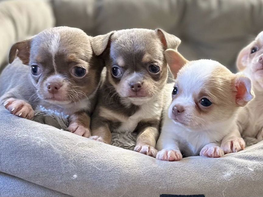 Щенки чихуахуа девочки