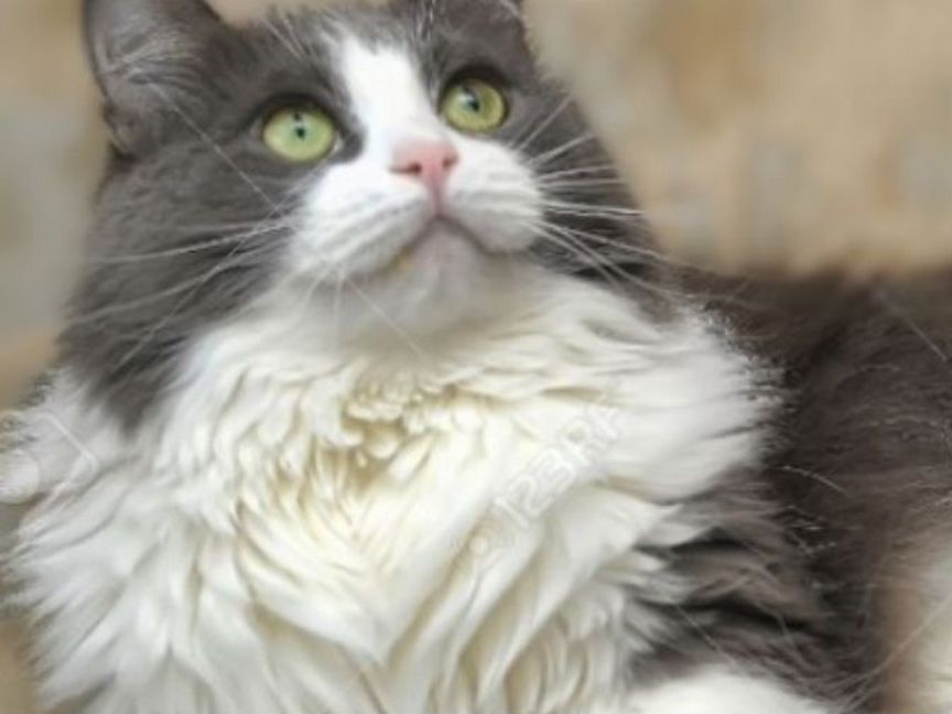 Шотландский котёнок