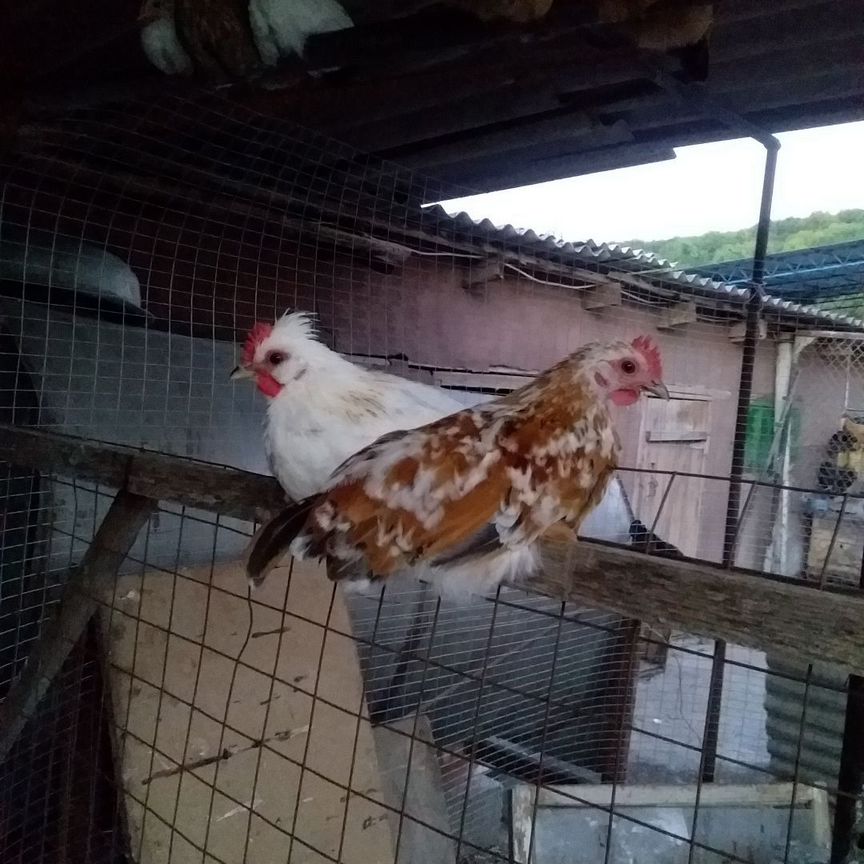 Карликовые петушки