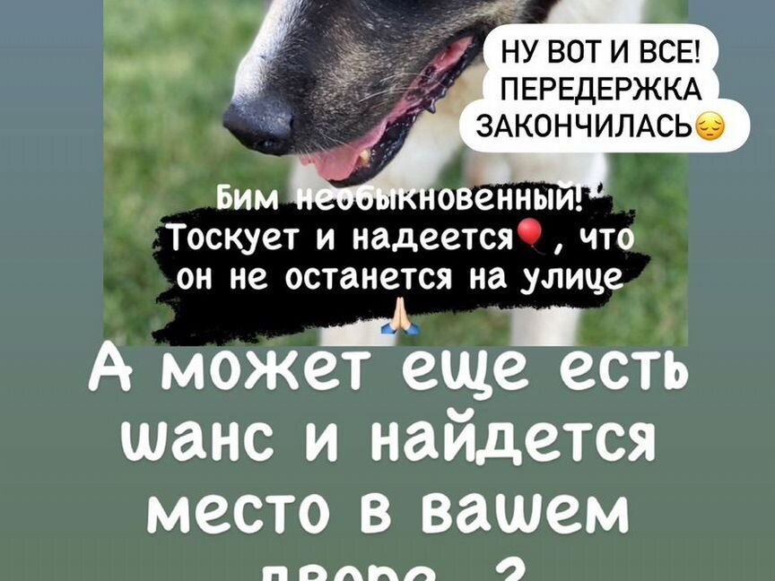 Собака в добрые руки отдам бесплатно