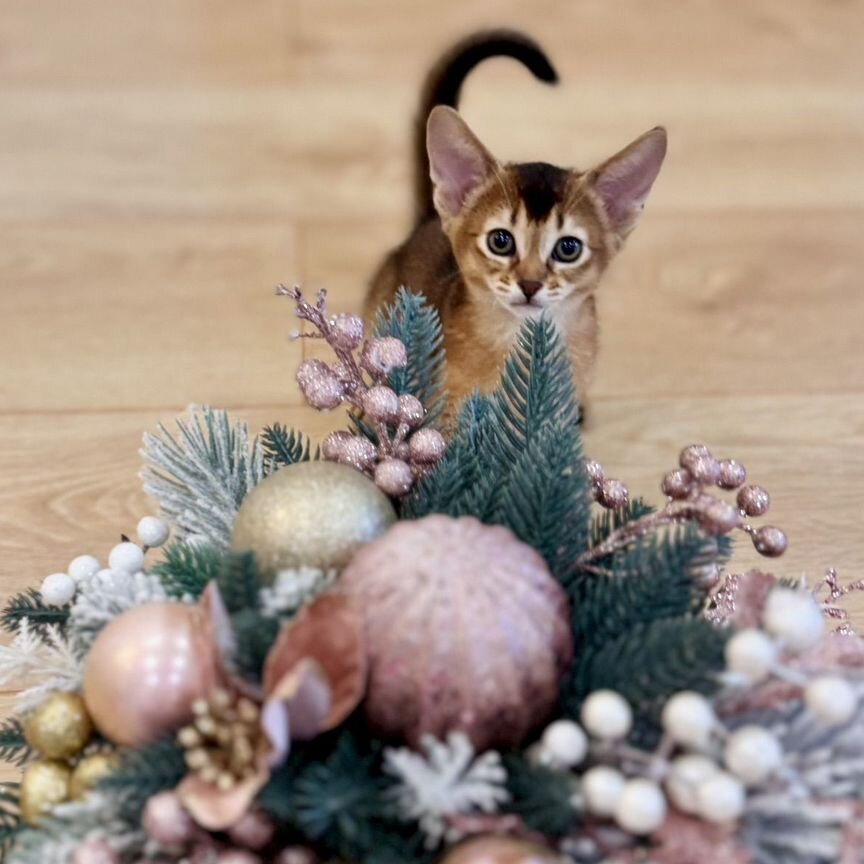 Абиссинский котёнок