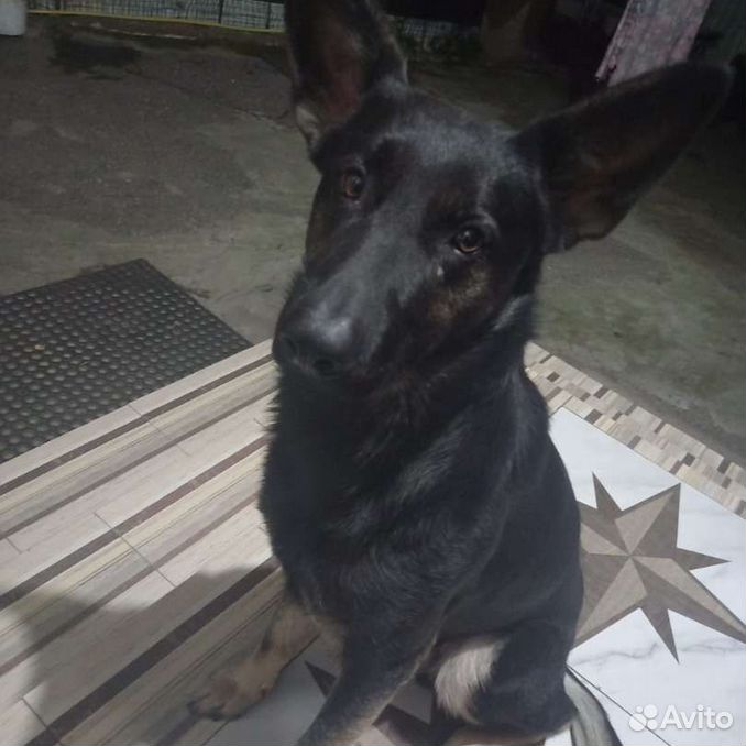 Вязка животных