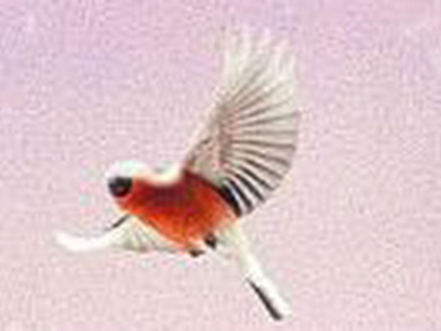 Синички оптом