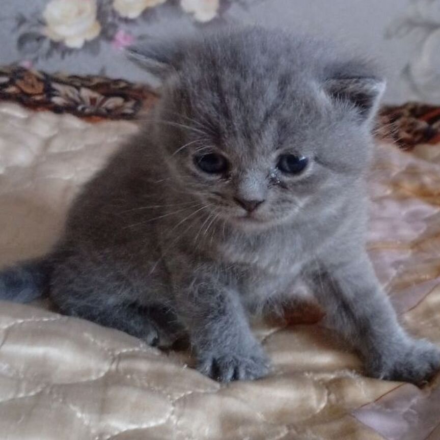 Шотландский вислоухий короткошёрстный котёнок