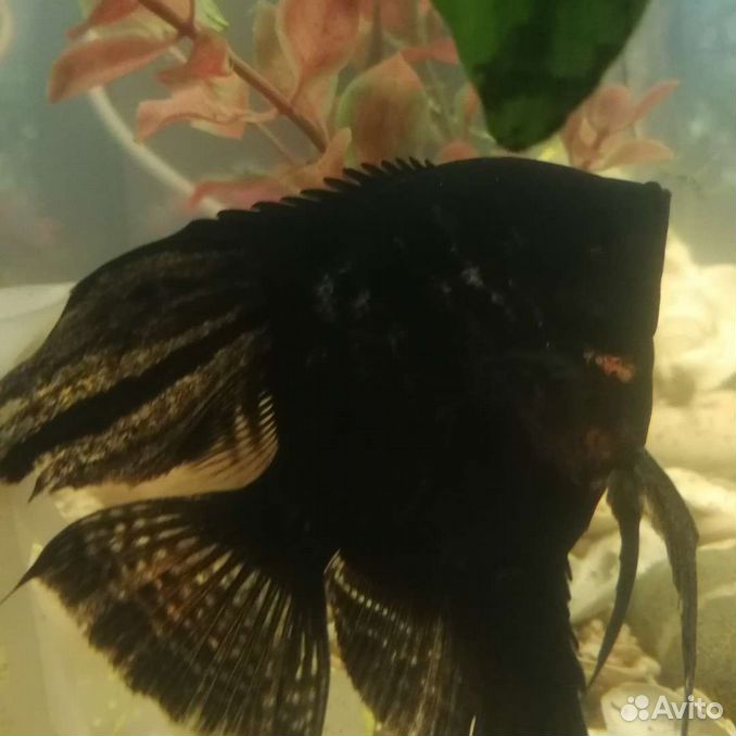 Скалярия чёрная, самец, самка