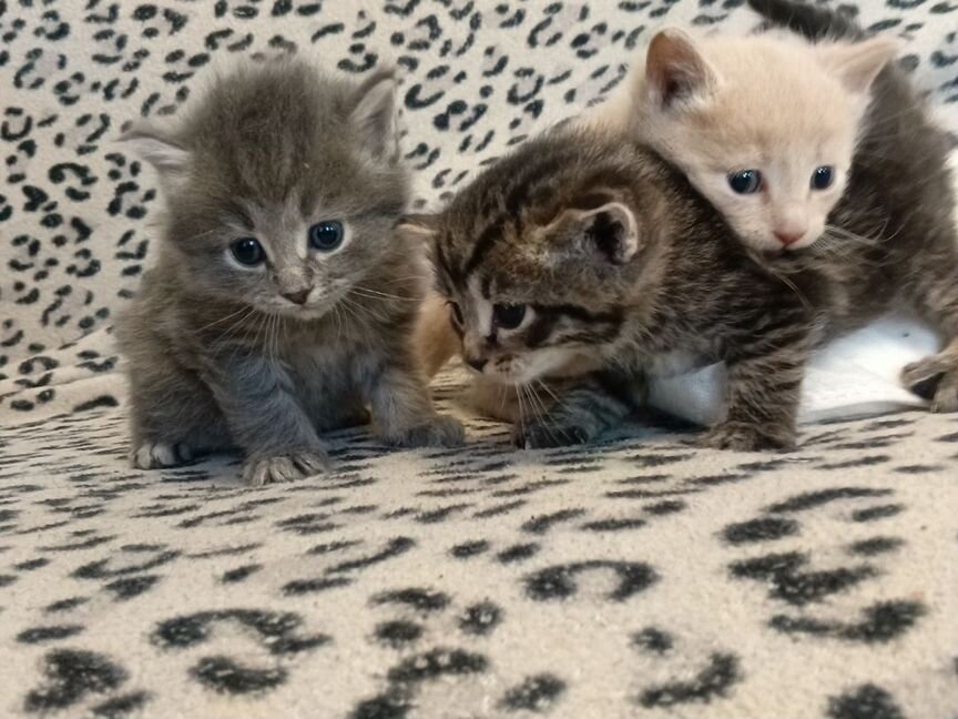 Британские котята