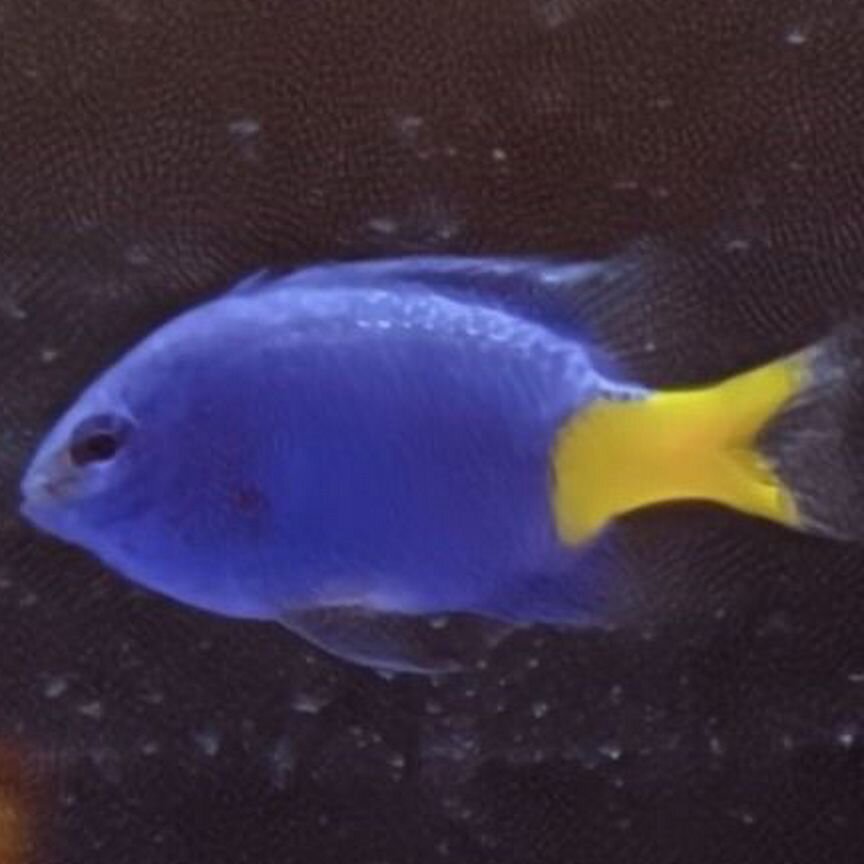 Хризиптера желтохвостая (морская рыбка)