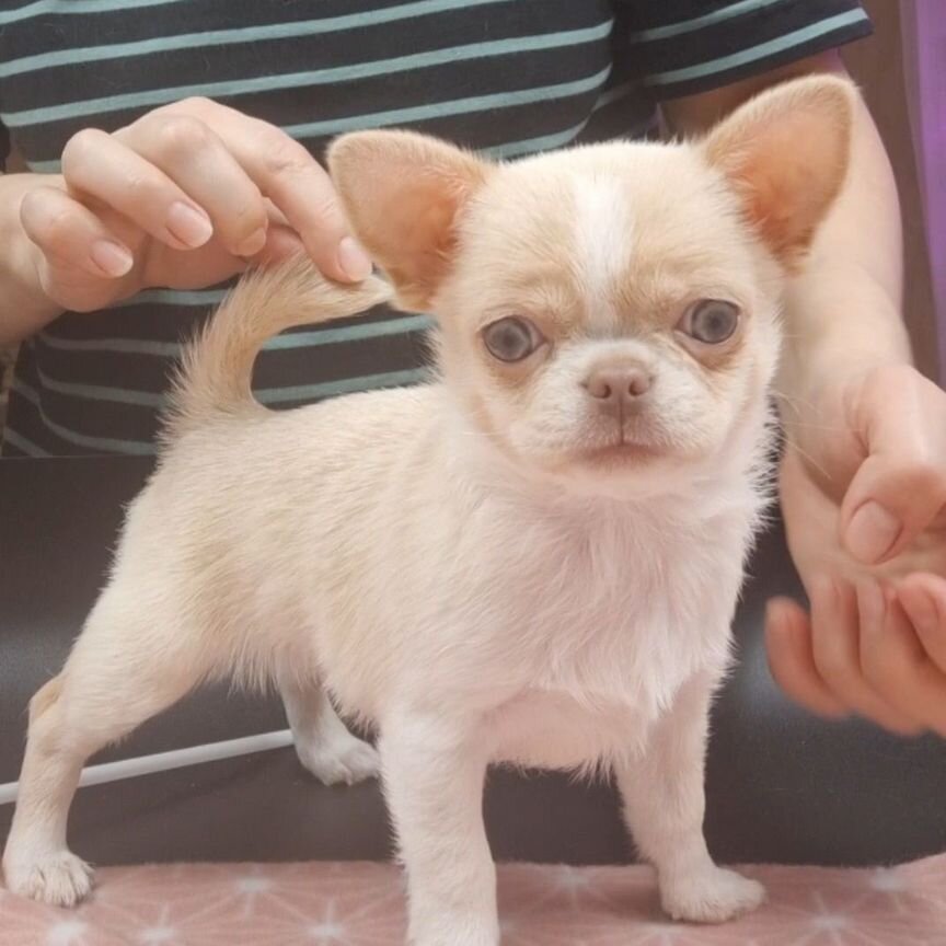 Мини чихуахуа