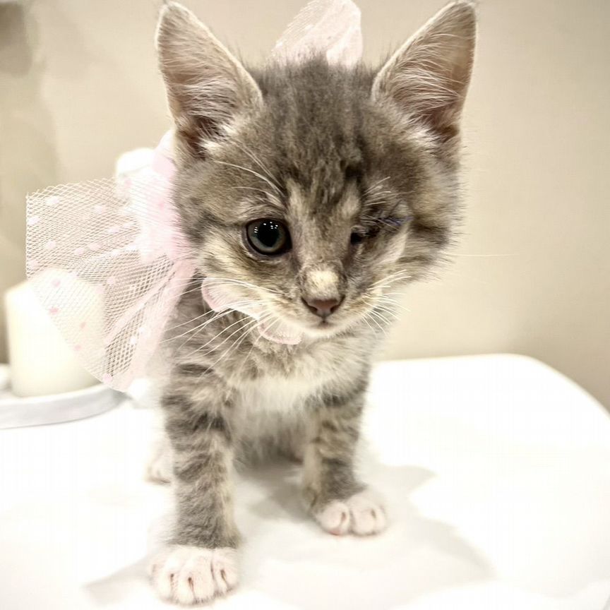 Котенок Пират ищет свой дом