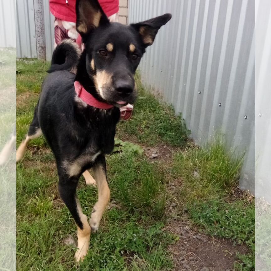 Взрослая собака в добрые руки