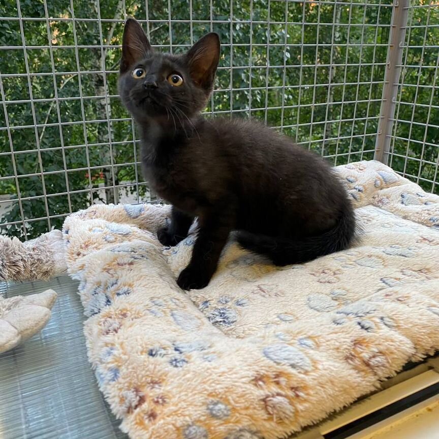 Котенок девочка, черная