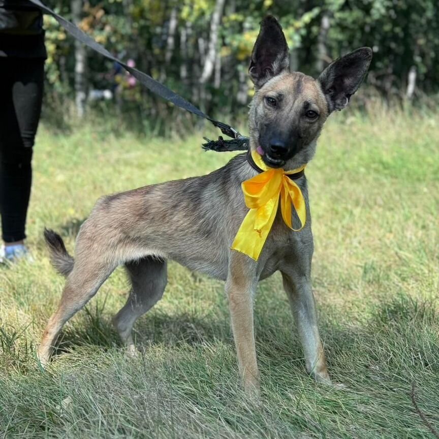 Собака Маленькая Креветка